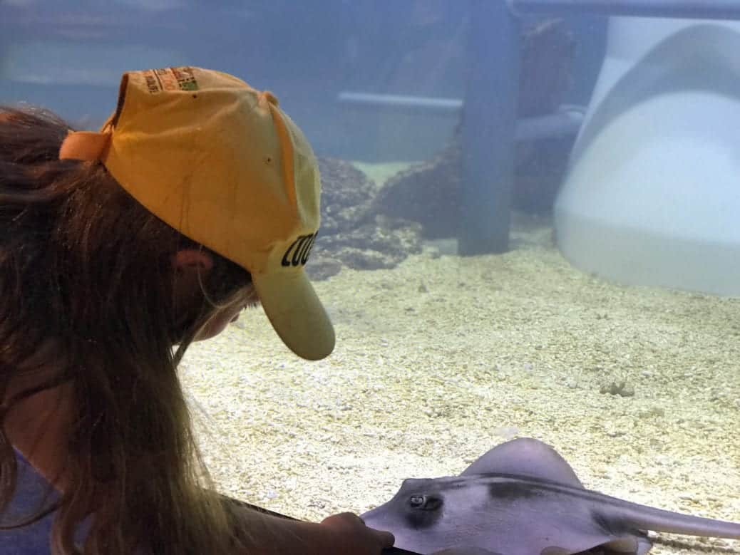 Dolphin Discovery Centre, Bunbury - Buggybuddys guide to Perth