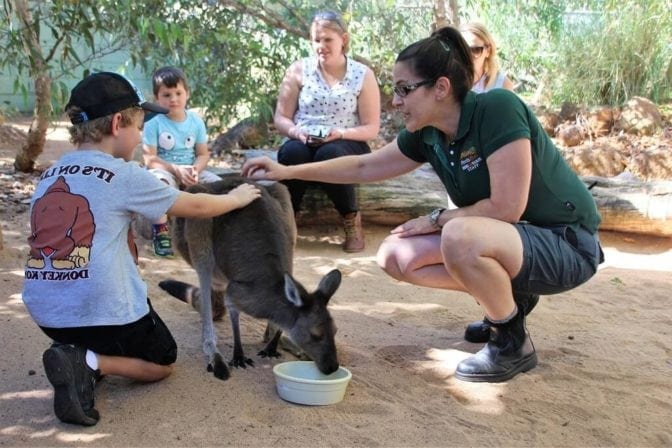 Swan Valley Cuddly Animal Farm - Buggybuddys guide to Perth