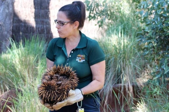 Close Encounters at Perth Zoo - Buggybuddys guide to Perth