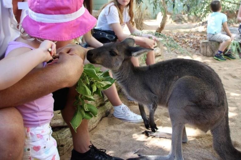 Close Encounters at Perth Zoo - Buggybuddys guide to Perth