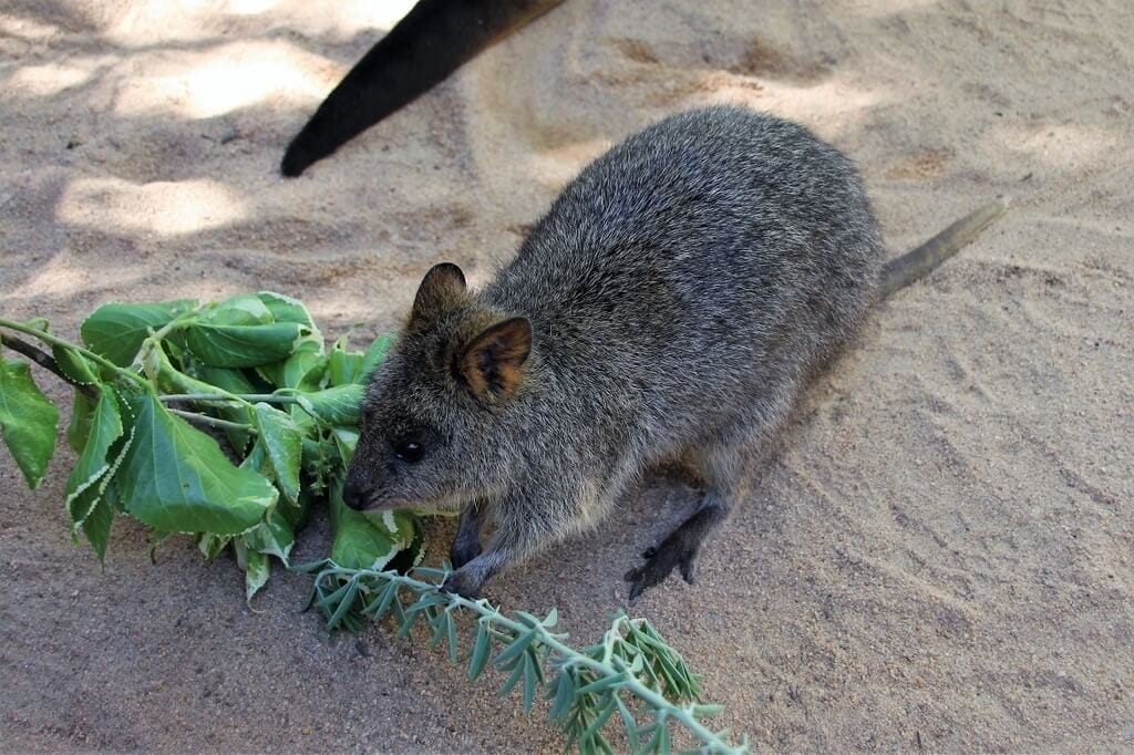 Close Encounters at Perth Zoo - Buggybuddys guide to Perth