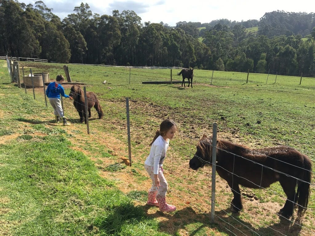 Kid Friendly Accommodation & Farm Stays in the Southern Forests ...