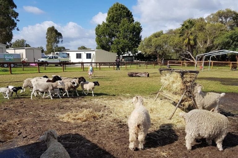 Swan Valley Cuddly Animal Farm - Buggybuddys guide to Perth
