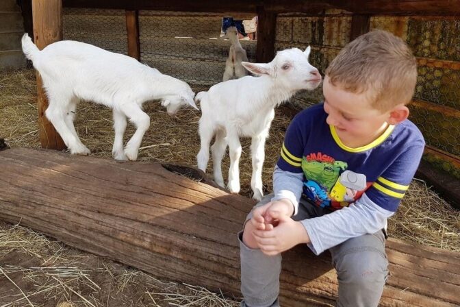 Swan Valley Cuddly Animal Farm - Buggybuddys guide to Perth