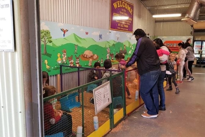 Swan Valley Cuddly Animal Farm - Buggybuddys guide to Perth