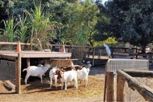 Swan Valley Cuddly Animal Farm - Buggybuddys guide to Perth