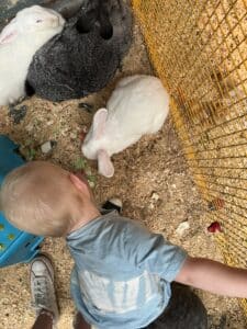 Swan Valley Cuddly Animal Farm - Buggybuddys guide to Perth