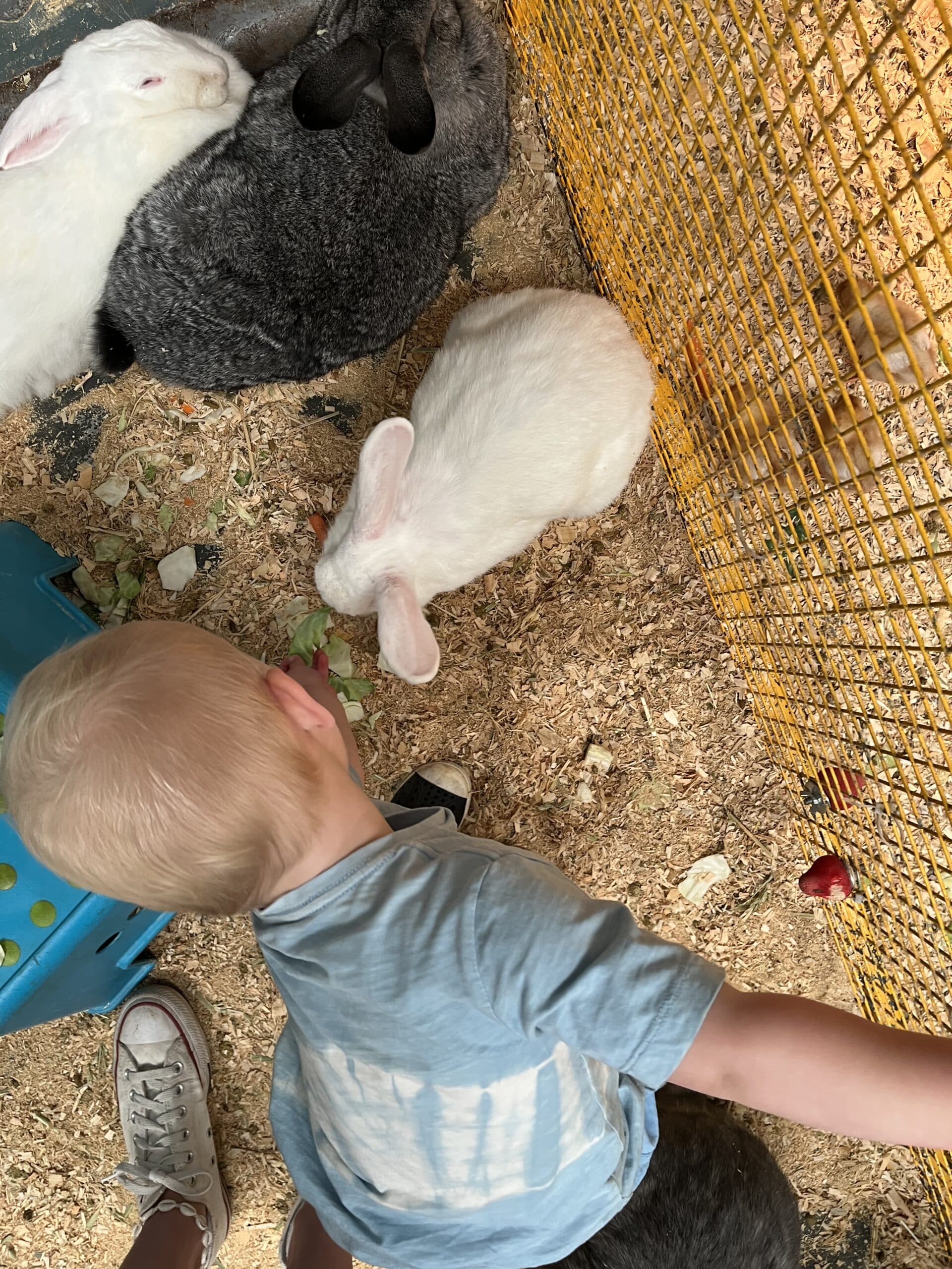 Swan Valley Cuddly Animal Farm - Buggybuddys guide to Perth