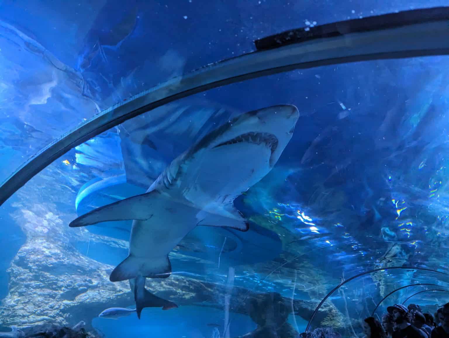 AQWA, Hillarys - Buggybuddys guide to Perth