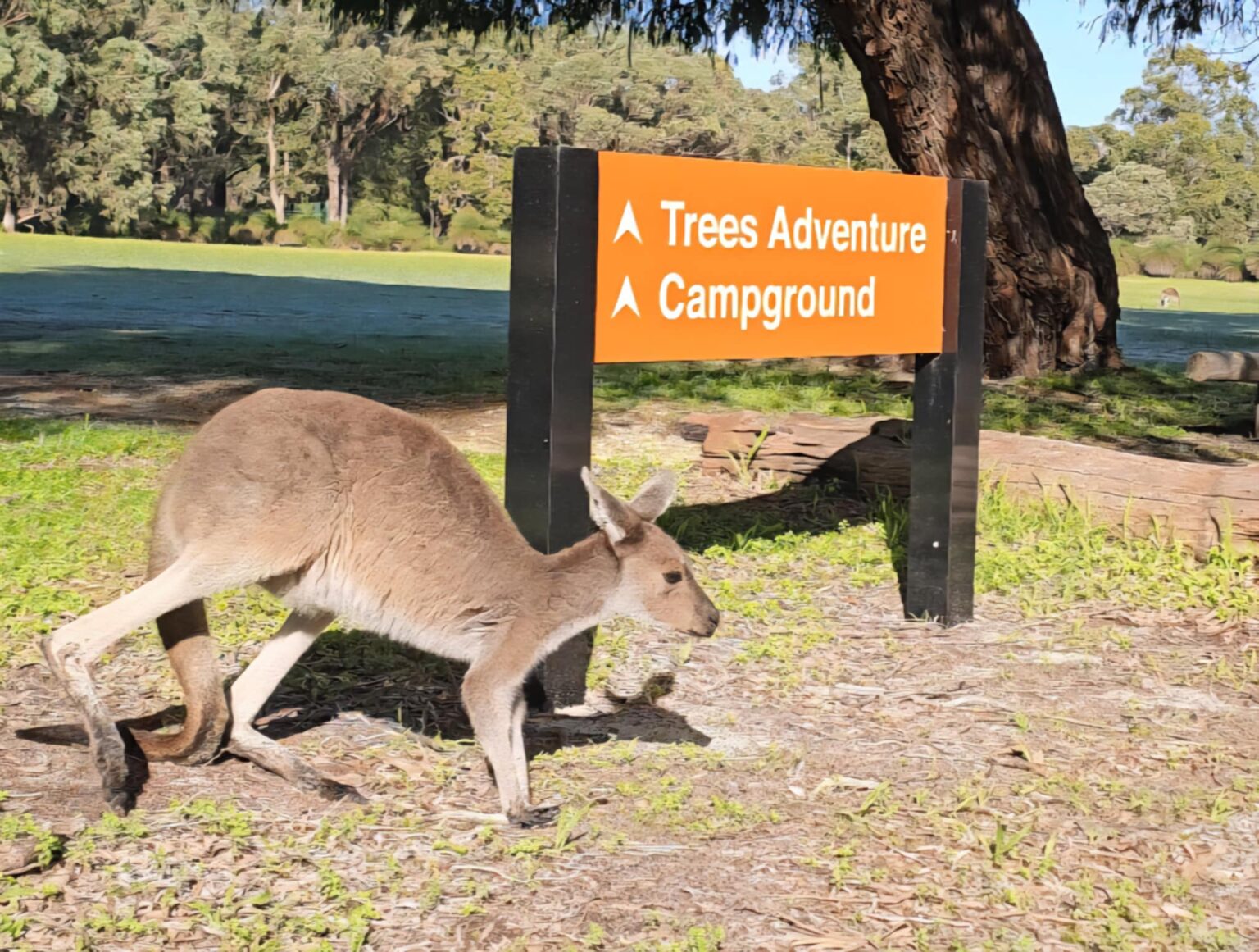 Treetops Adventure, Yanchep National Park - Buggybuddys guide to Perth