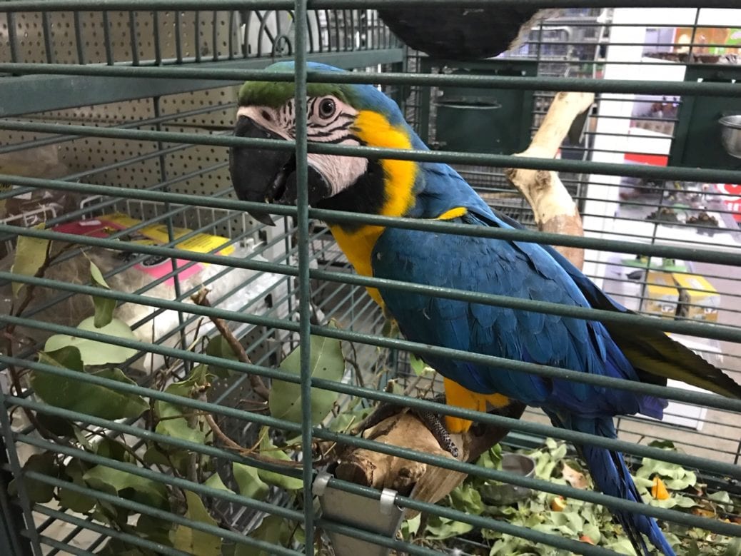 The Bird, Fish and Reptile Place, Wattle Grove - Buggybuddys guide to Perth