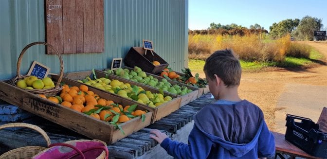 Keller's Farm, Swan Valley - Buggybuddys guide to Perth