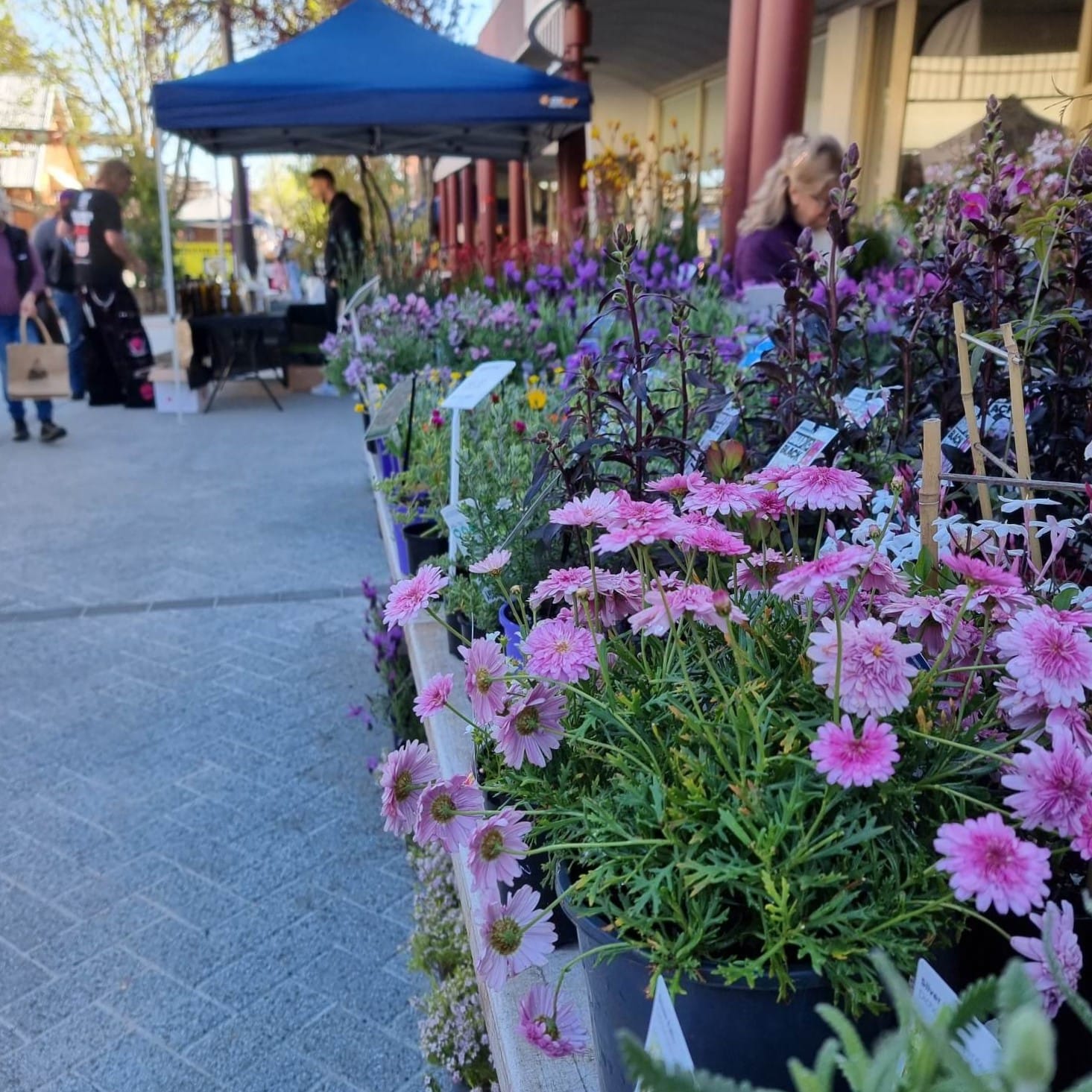 Kalamunda Farmers Market, Kalamunda - Buggybuddys guide to Perth