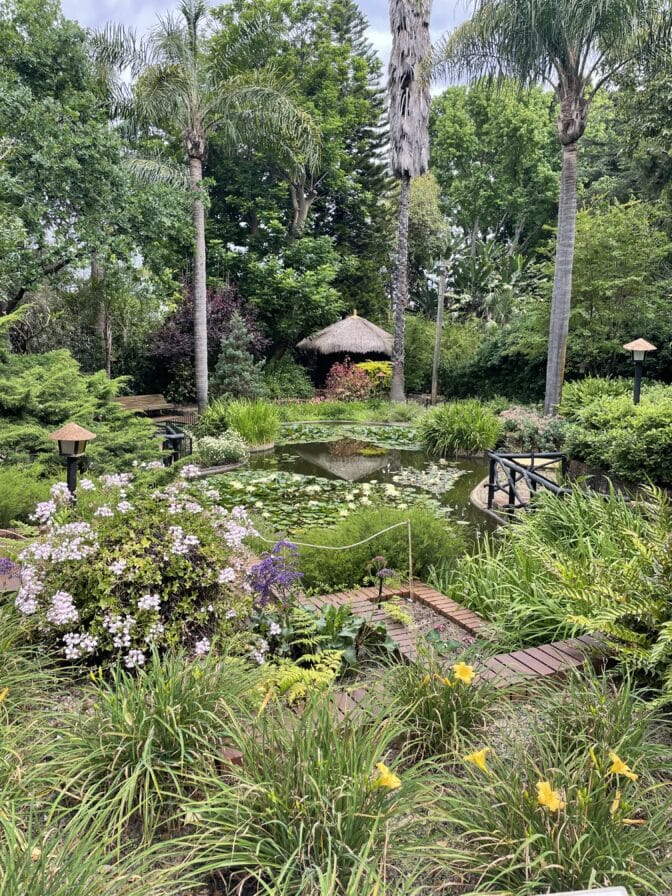 Leapfrogs at Wanneroo Botanic Gardens - Buggybuddys guide to Perth
