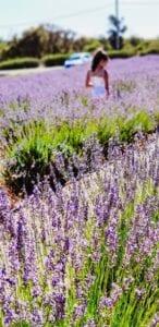 Yanchep Lavender Farm, Carabooda - Buggybuddys guide to Perth
