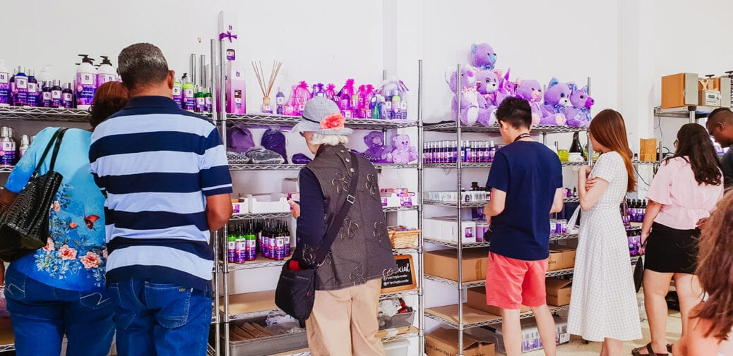 Yanchep Lavender Farm, Carabooda - Buggybuddys guide to Perth