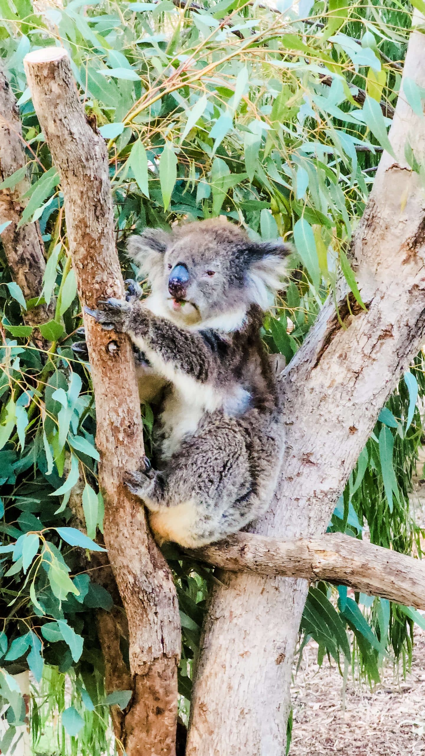 Family-Friendly Guide to Yanchep National Park - Buggybuddys guide to Perth