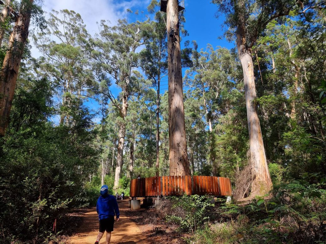 Dave Evans Bicentennial Tree, Pemberton - Buggybuddys guide to Perth