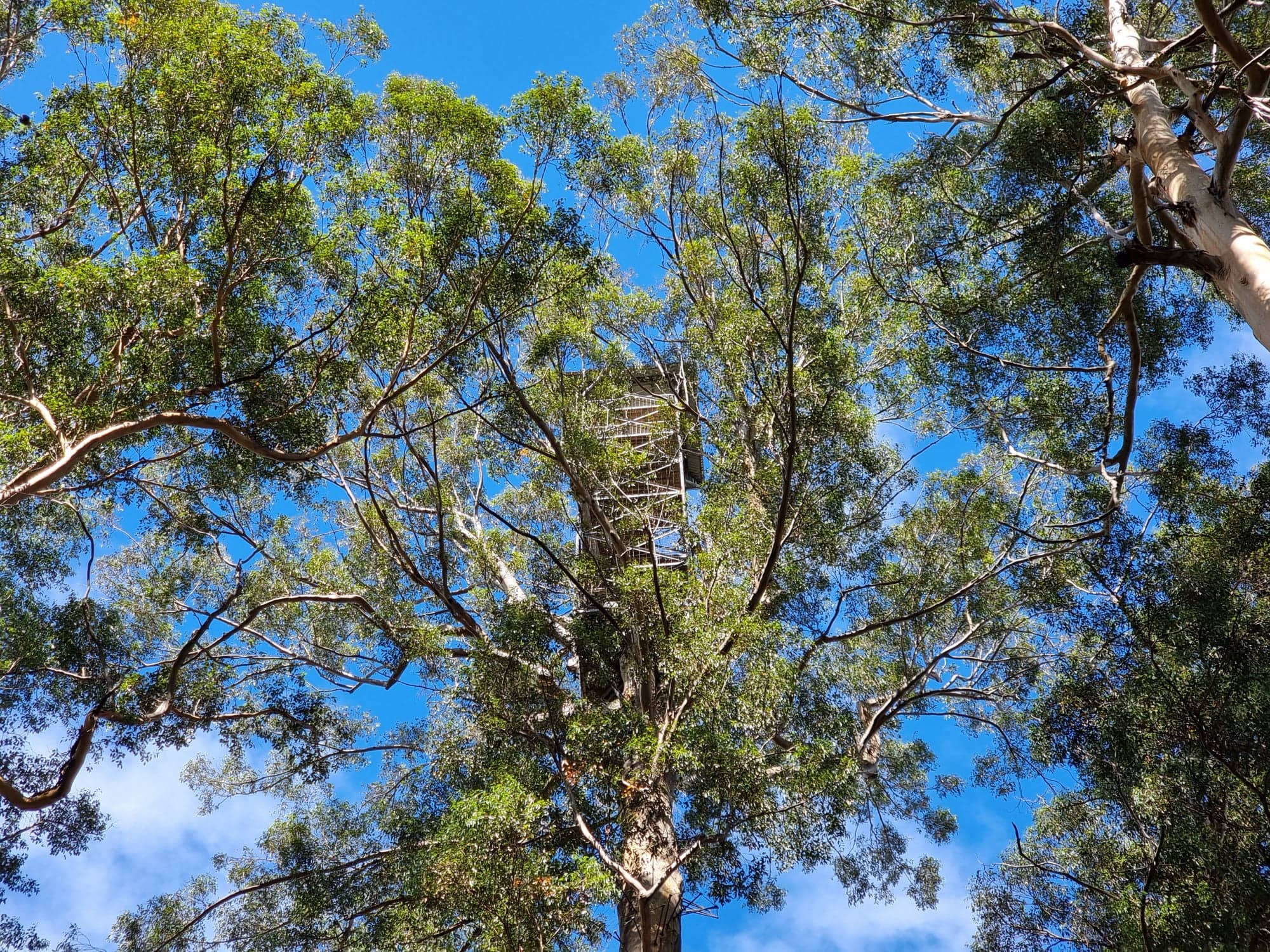 Dave Evans Bicentennial Tree, Pemberton - Buggybuddys guide to Perth
