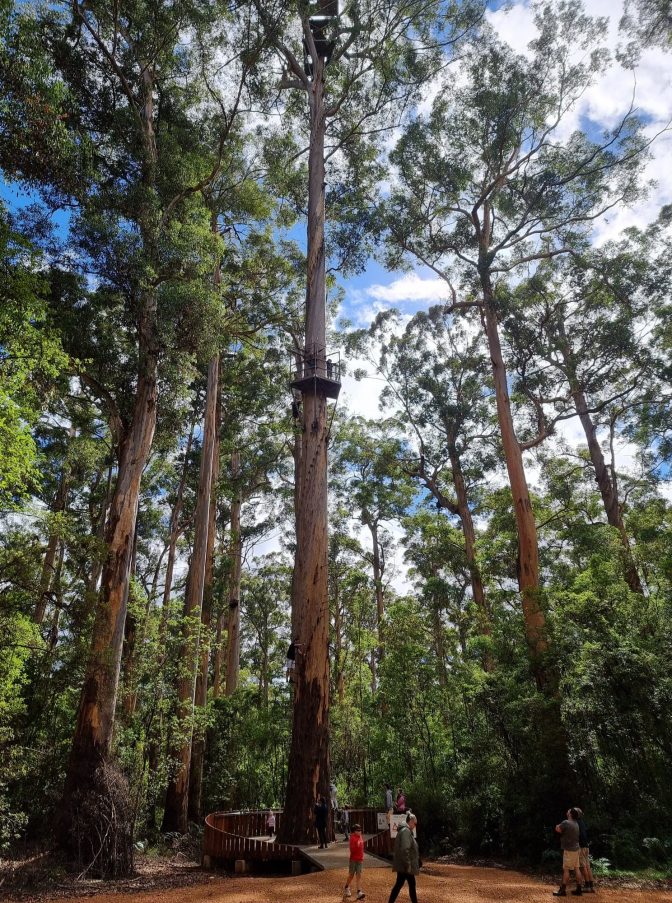 Dave Evans Bicentennial Tree, Pemberton - Buggybuddys guide to Perth