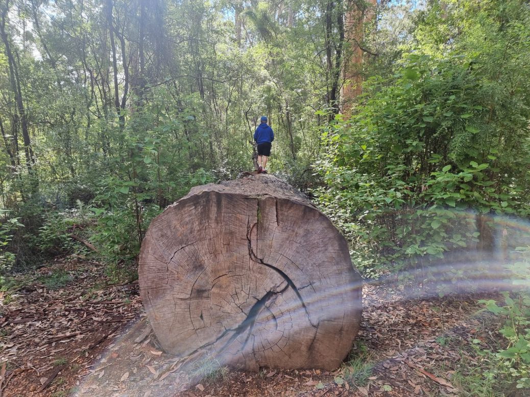 Dave Evans Bicentennial Tree, Pemberton - Buggybuddys guide to Perth