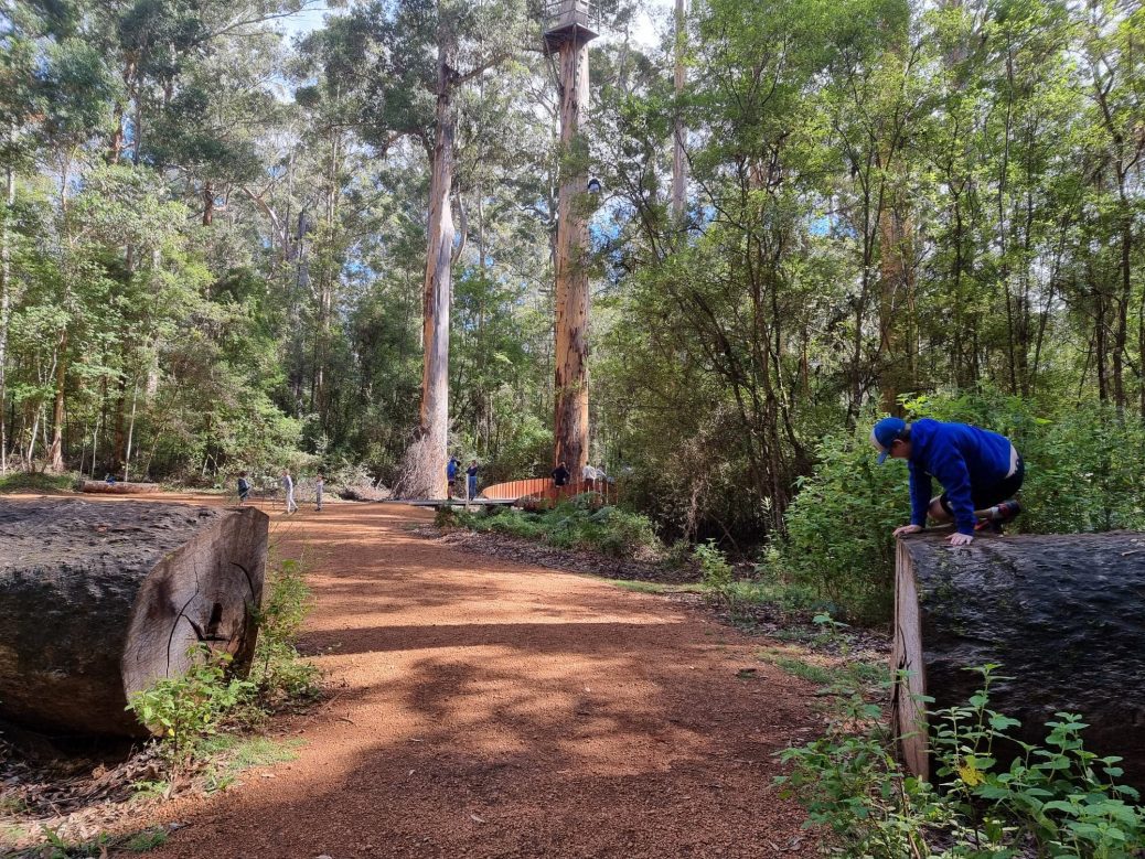 Dave Evans Bicentennial Tree, Pemberton - Buggybuddys guide to Perth