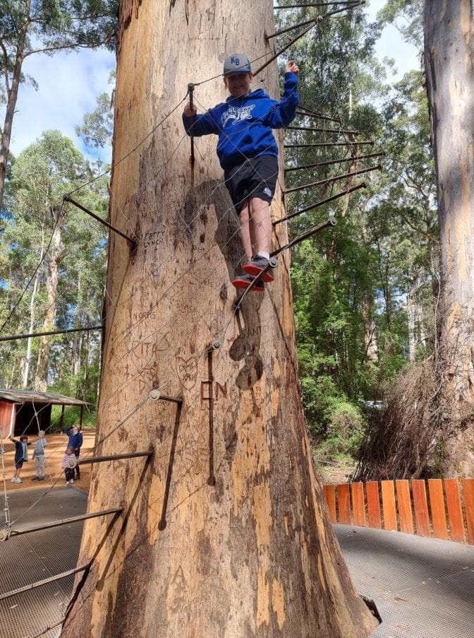 Dave Evans Bicentennial Tree, Pemberton - Buggybuddys guide to Perth