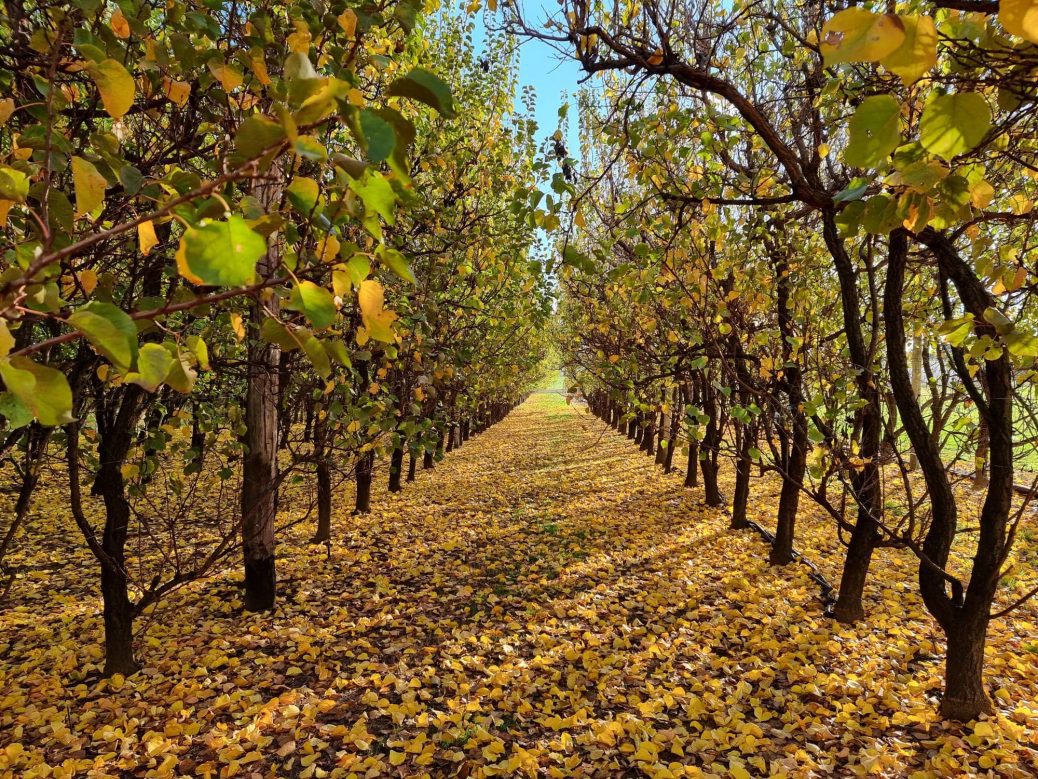 S&R Orchard Autumn Festival, Walliston - Buggybuddys guide to Perth