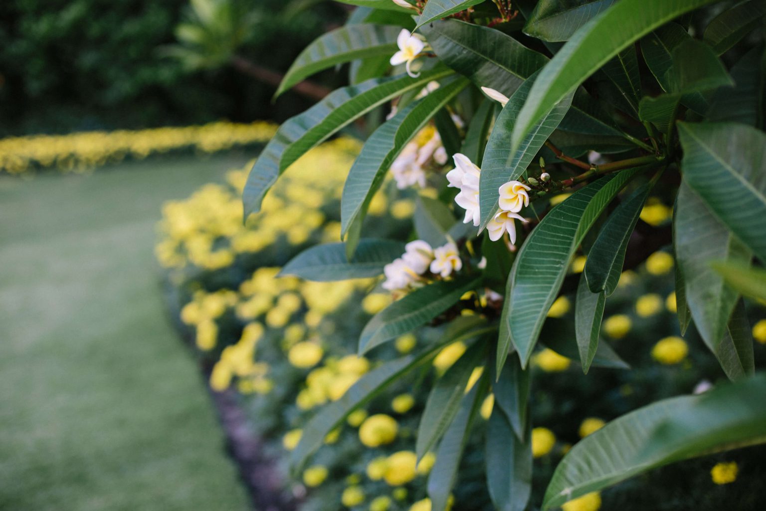 Wanneroo Botanical Gardens and Mini Golf - Buggybuddys guide for ...