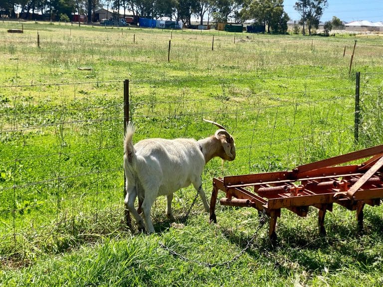 Keller's Farm, Swan Valley - Buggybuddys guide to Perth