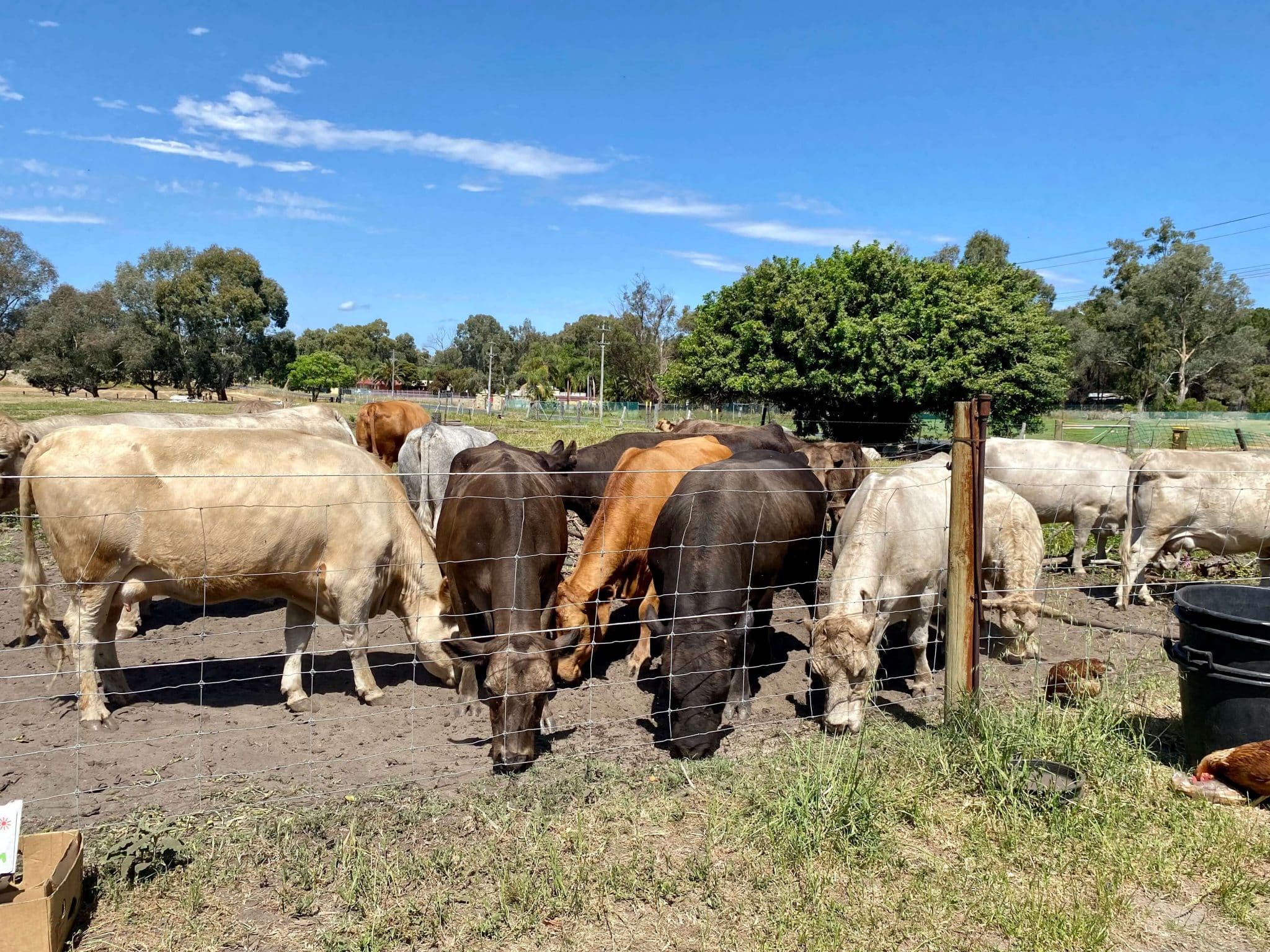 Keller's Farm, Swan Valley - Buggybuddys guide to Perth