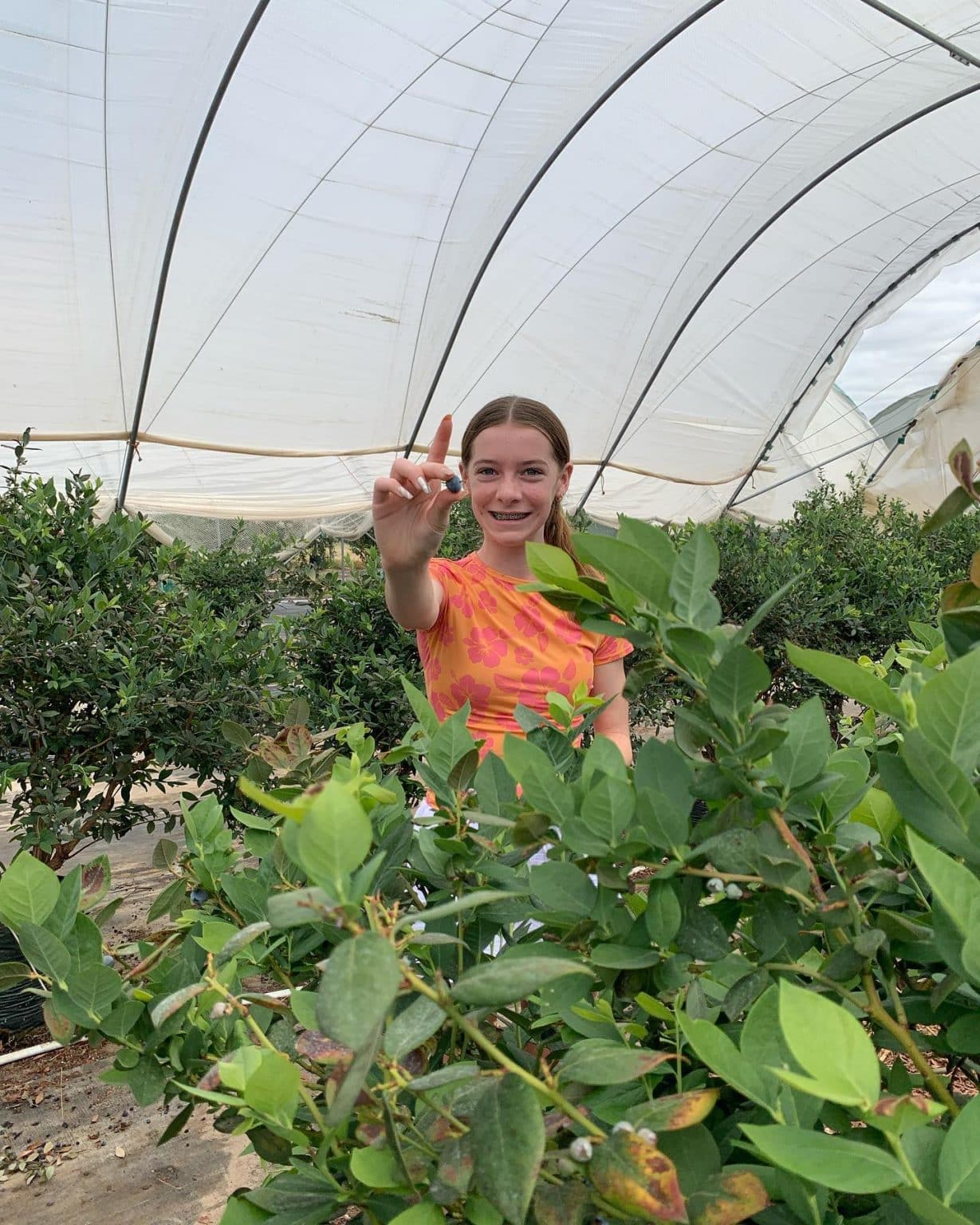 Where to go Blueberry Picking in Perth
