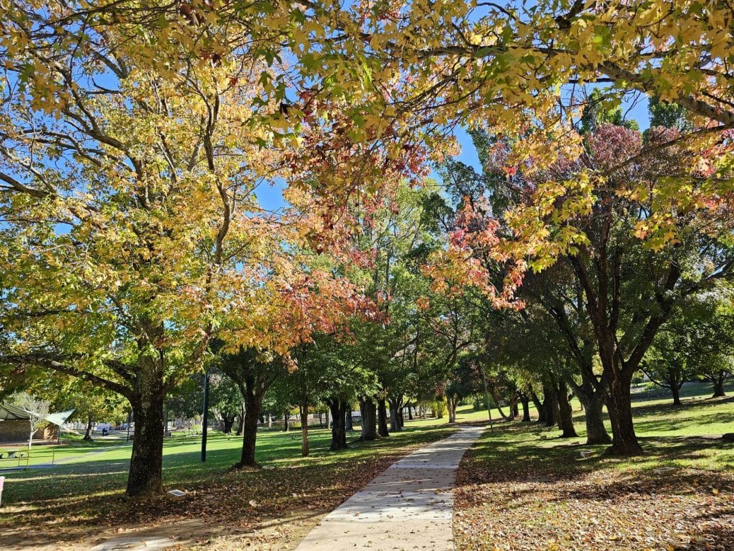 Where to Find Autumn Leaves in Perth - Buggybuddys guide to Perth