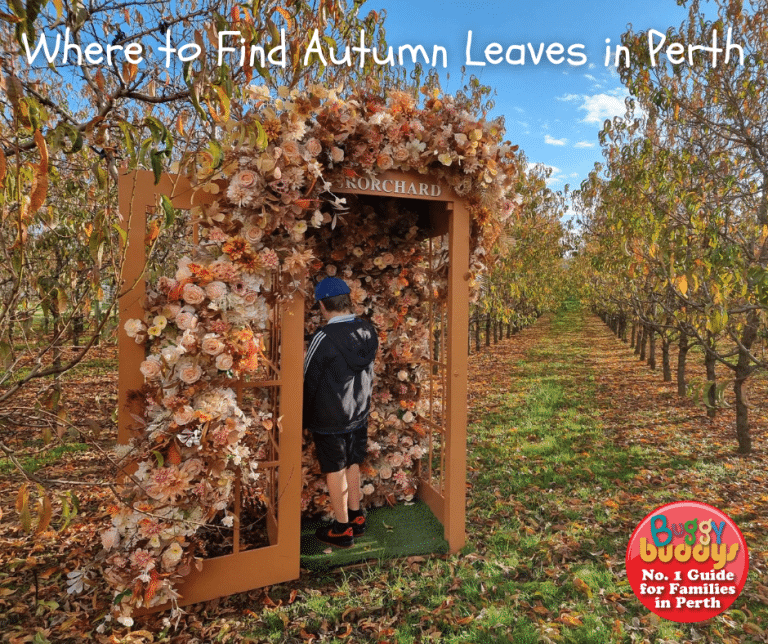 Where to Find Autumn Leaves in Perth - Buggybuddys guide to Perth