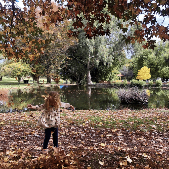 Where to Find Autumn Leaves in Perth - Buggybuddys guide to Perth