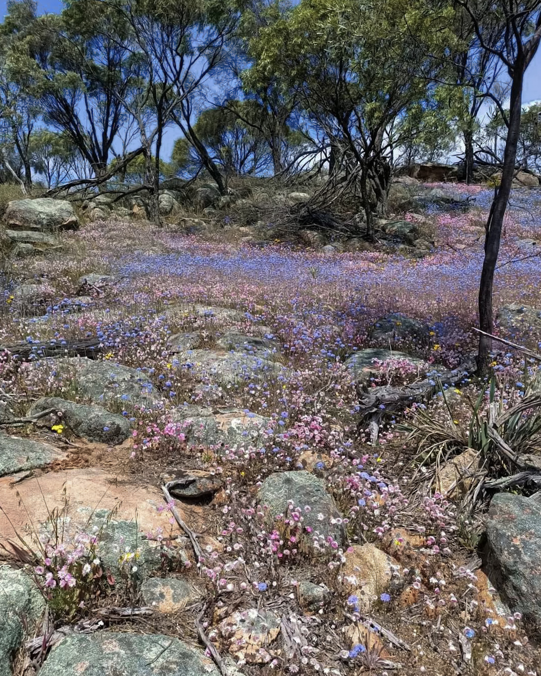 Cunderdin Wildflowers - Buggybuddys guide to Perth