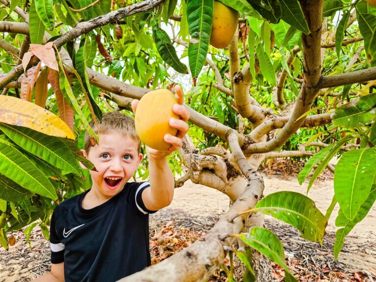 Pick your Own Mangos at Perth Mango Farm
