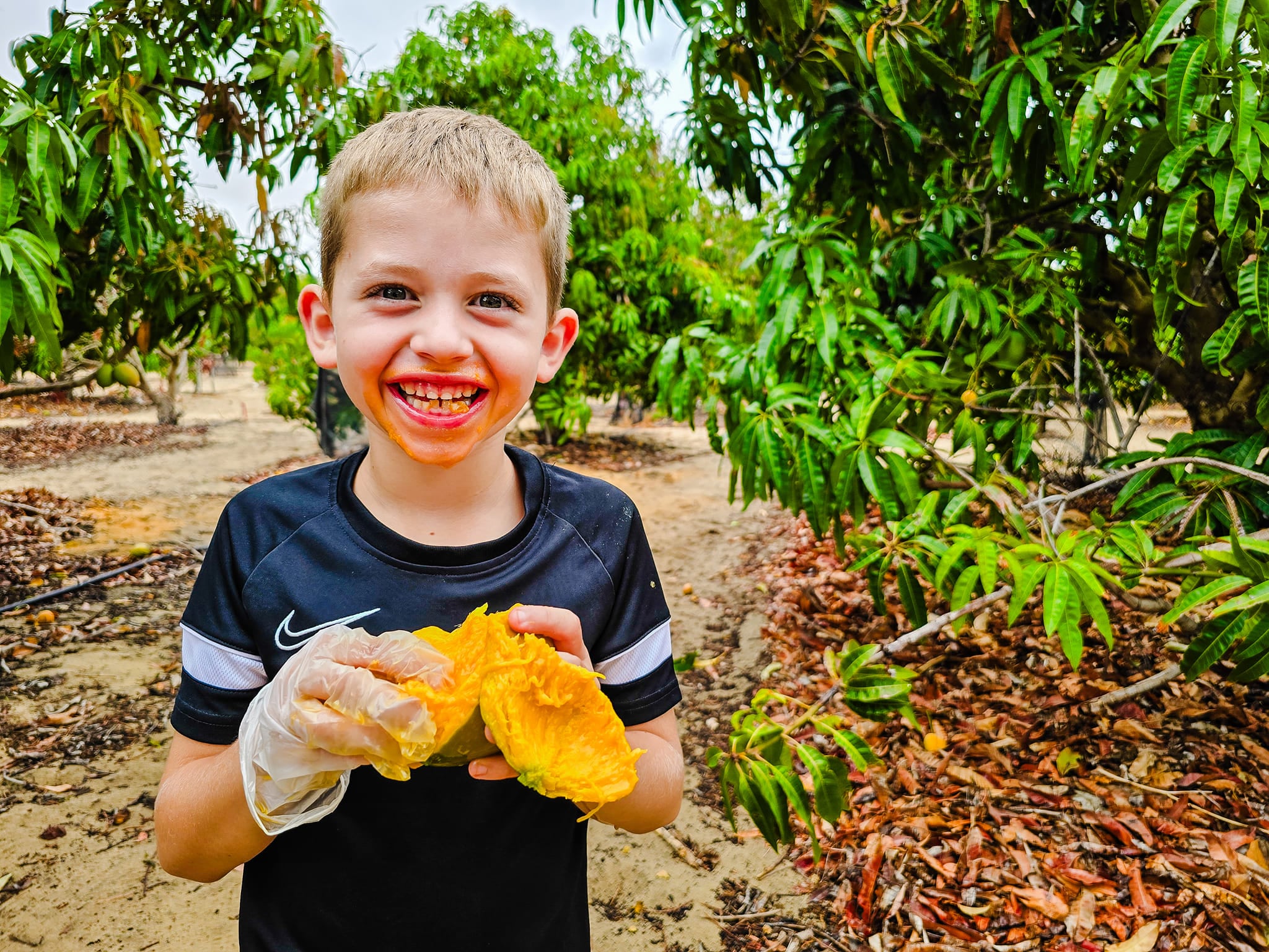 Pick your Own Mangos at Perth Mango Farm