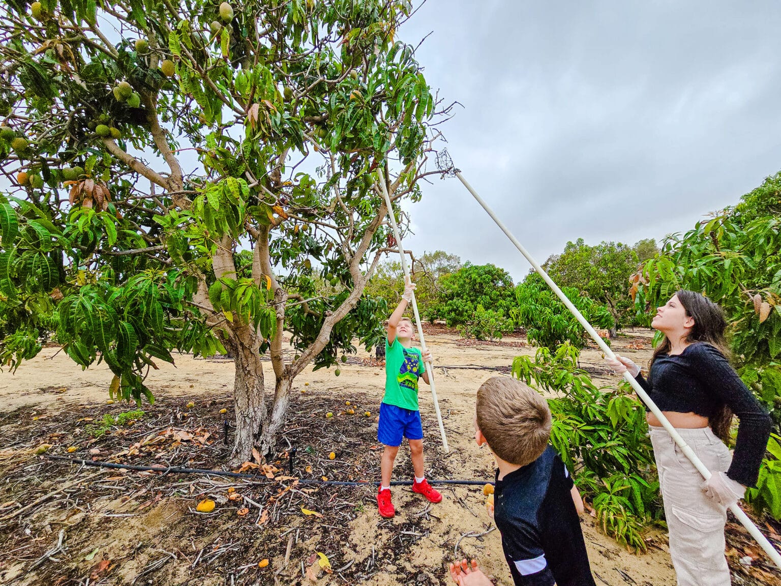 Pick your Own Mangos at Perth Mango Farm