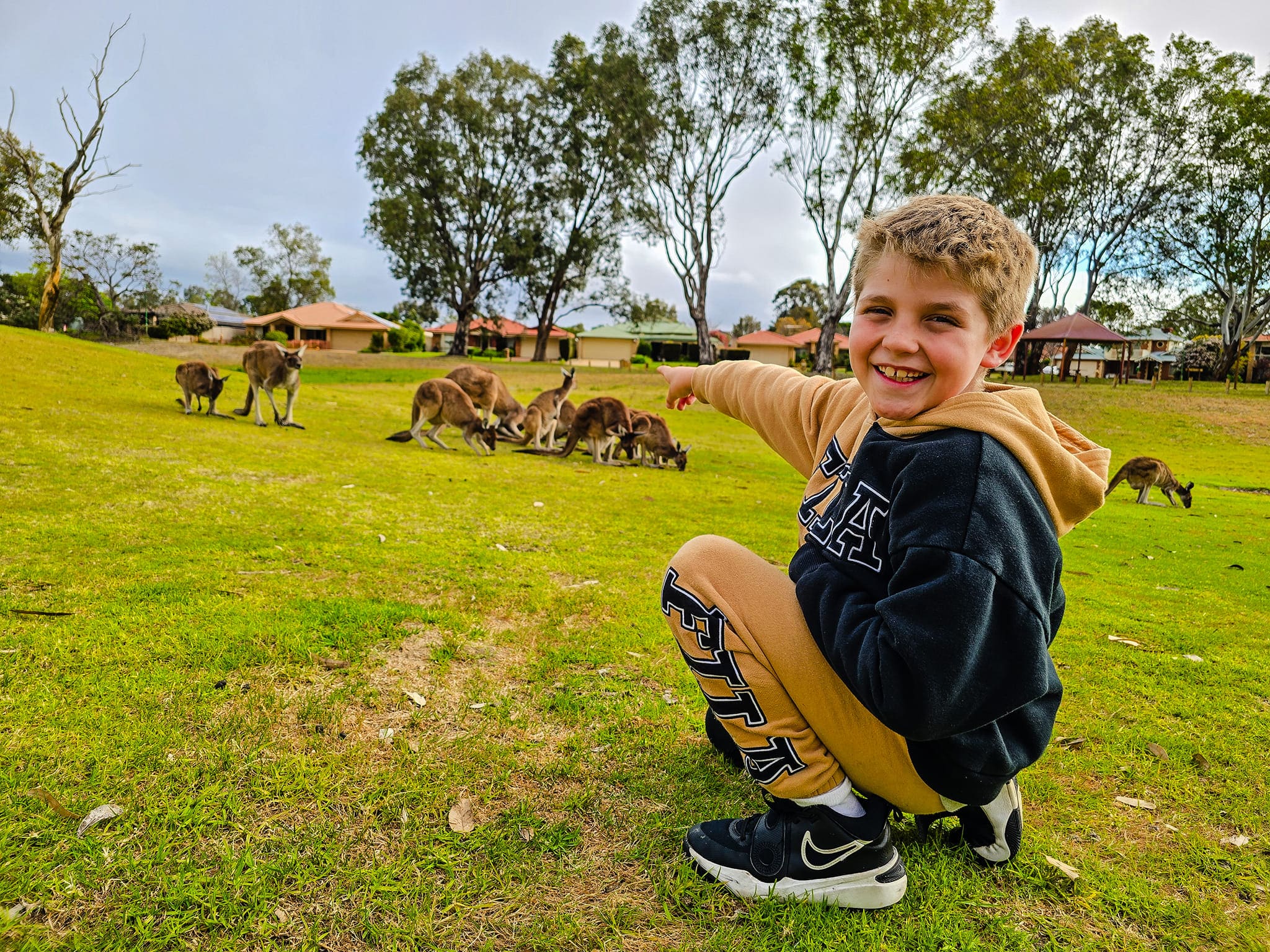 Kangaroo Safari at The Vines Resort - Buggybuddys guide to Perth