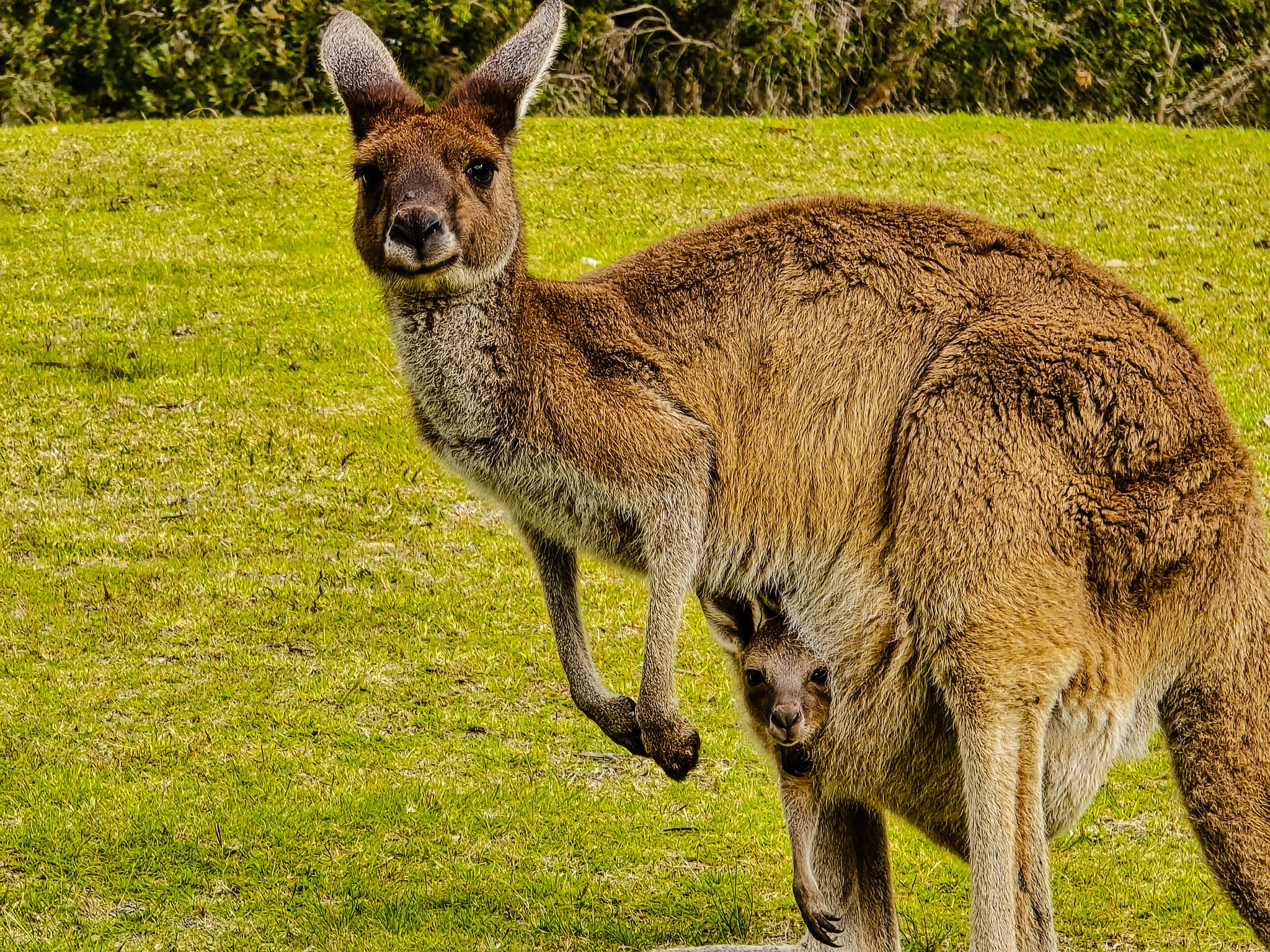 Kangaroo Safari at The Vines Resort - Buggybuddys guide to Perth