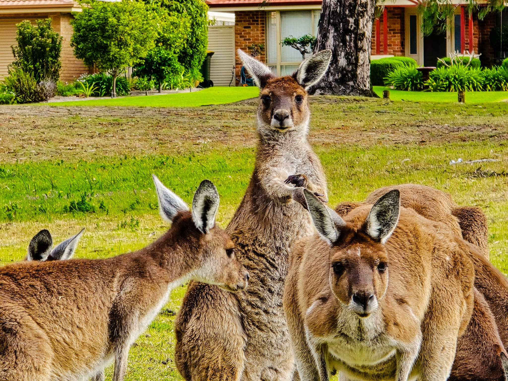 Kangaroo Safari at The Vines Resort - Buggybuddys guide to Perth