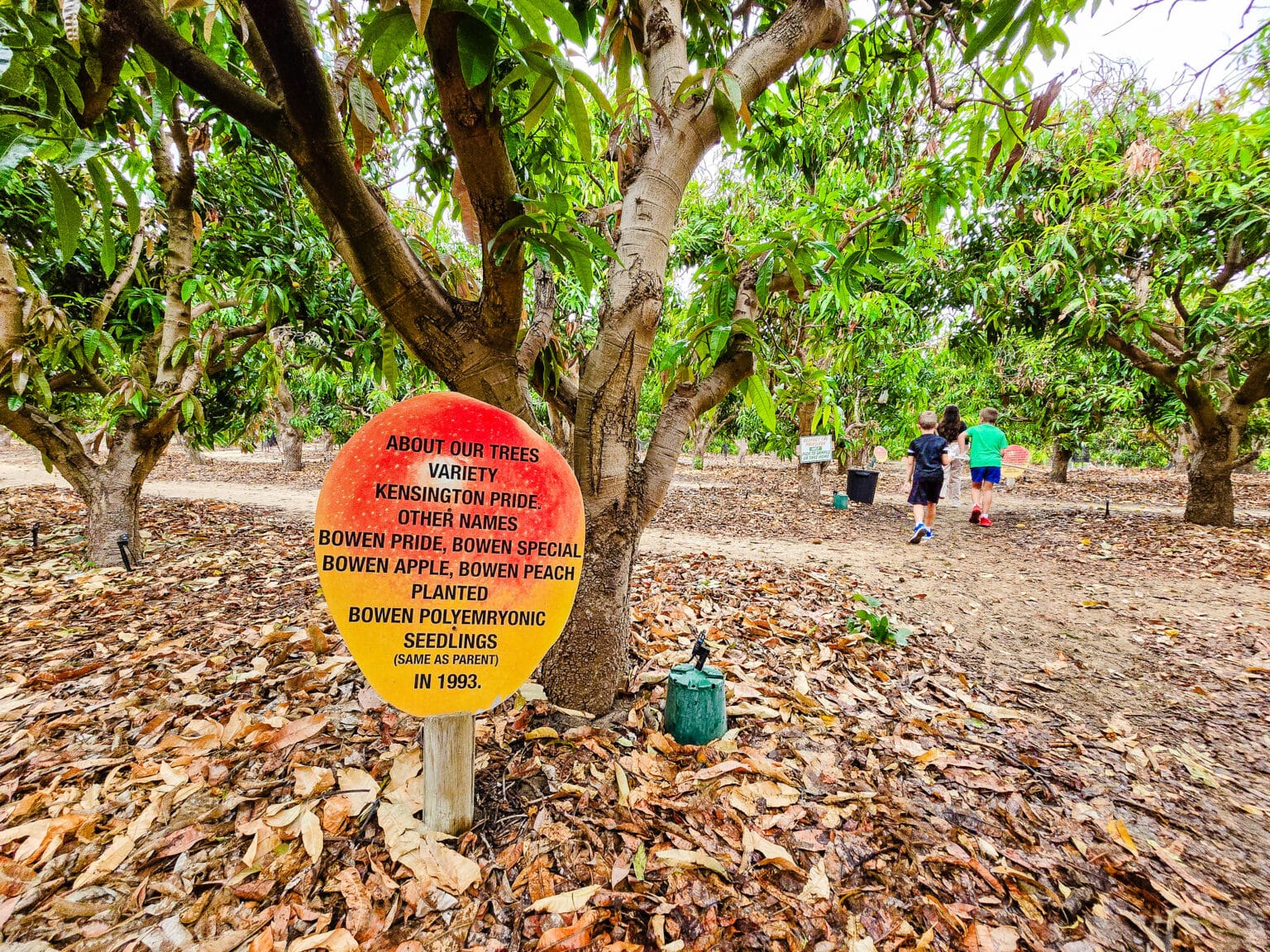 Pick your Own Mangos at Perth Mango Farm