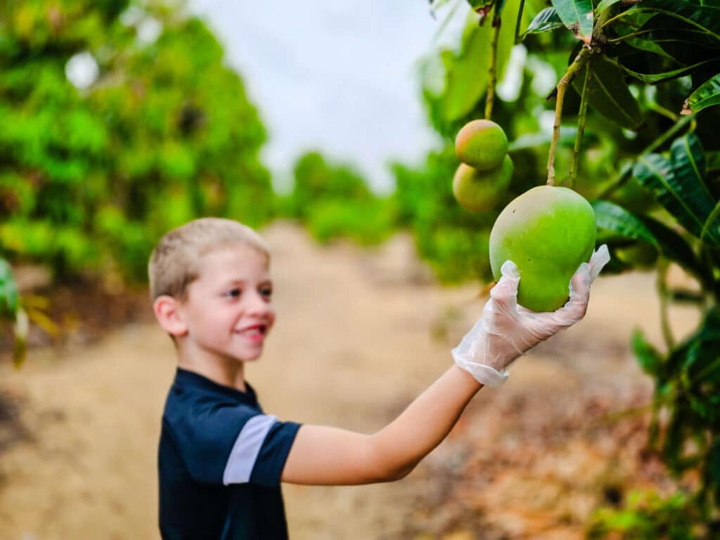 Fruit Picking Perth - best places to pick Strawberries, Apples and Mangos