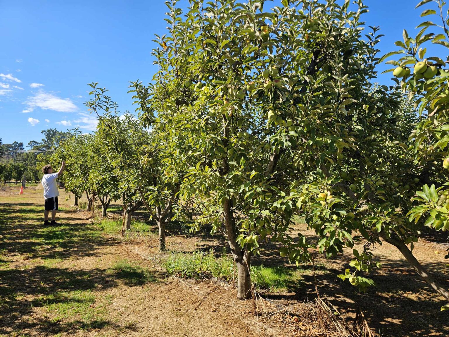 The Fruit Corner, Pickering Brook - Buggybuddys guide to Perth