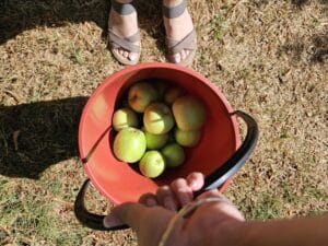 The Fruit Corner, Pickering Brook - Buggybuddys guide to Perth