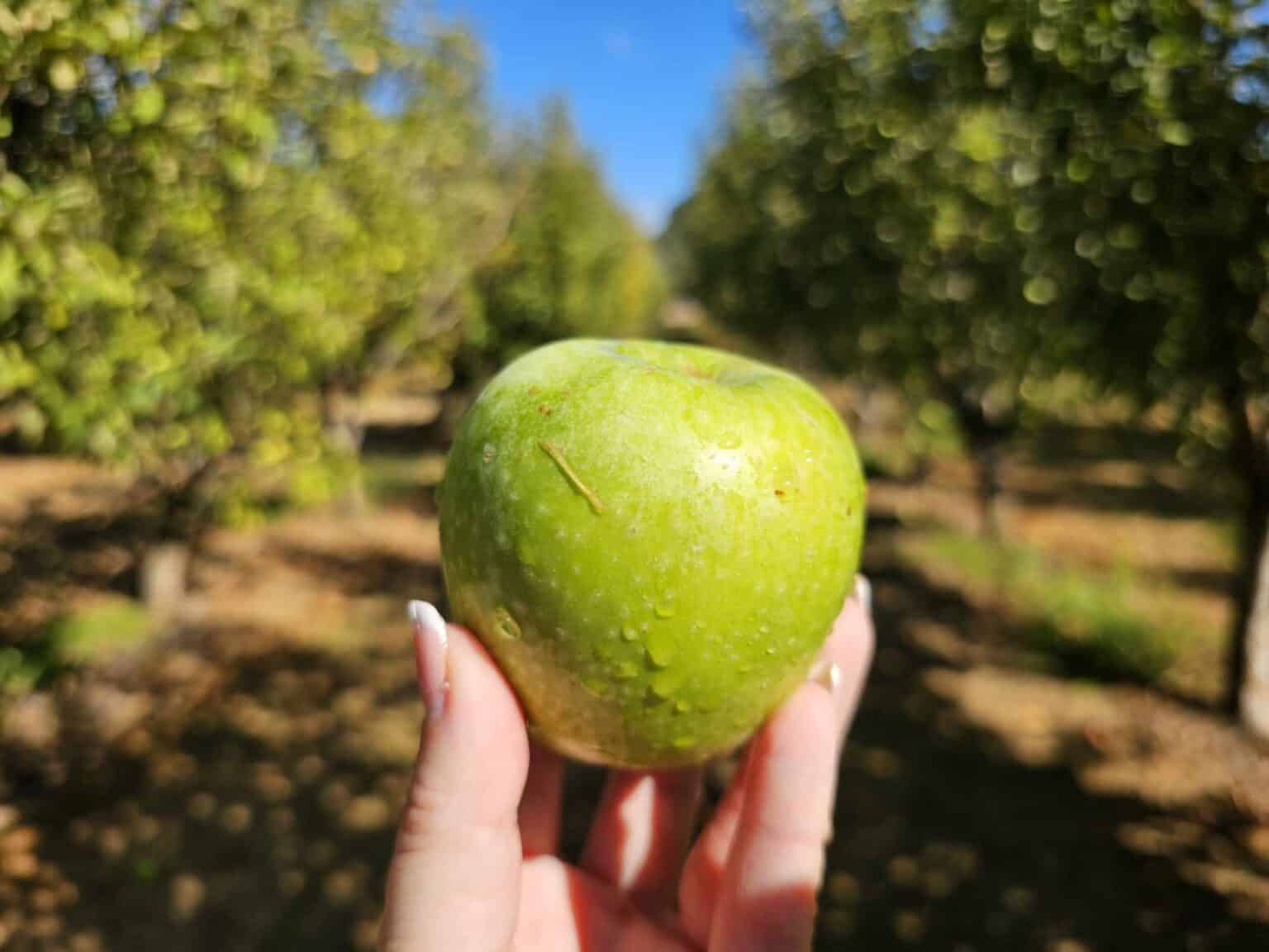 The Fruit Corner, Pickering Brook - Buggybuddys guide to Perth