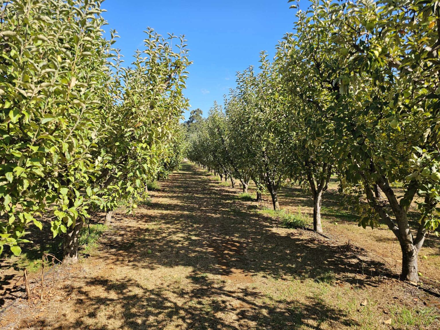 The Fruit Corner, Pickering Brook - Buggybuddys guide to Perth