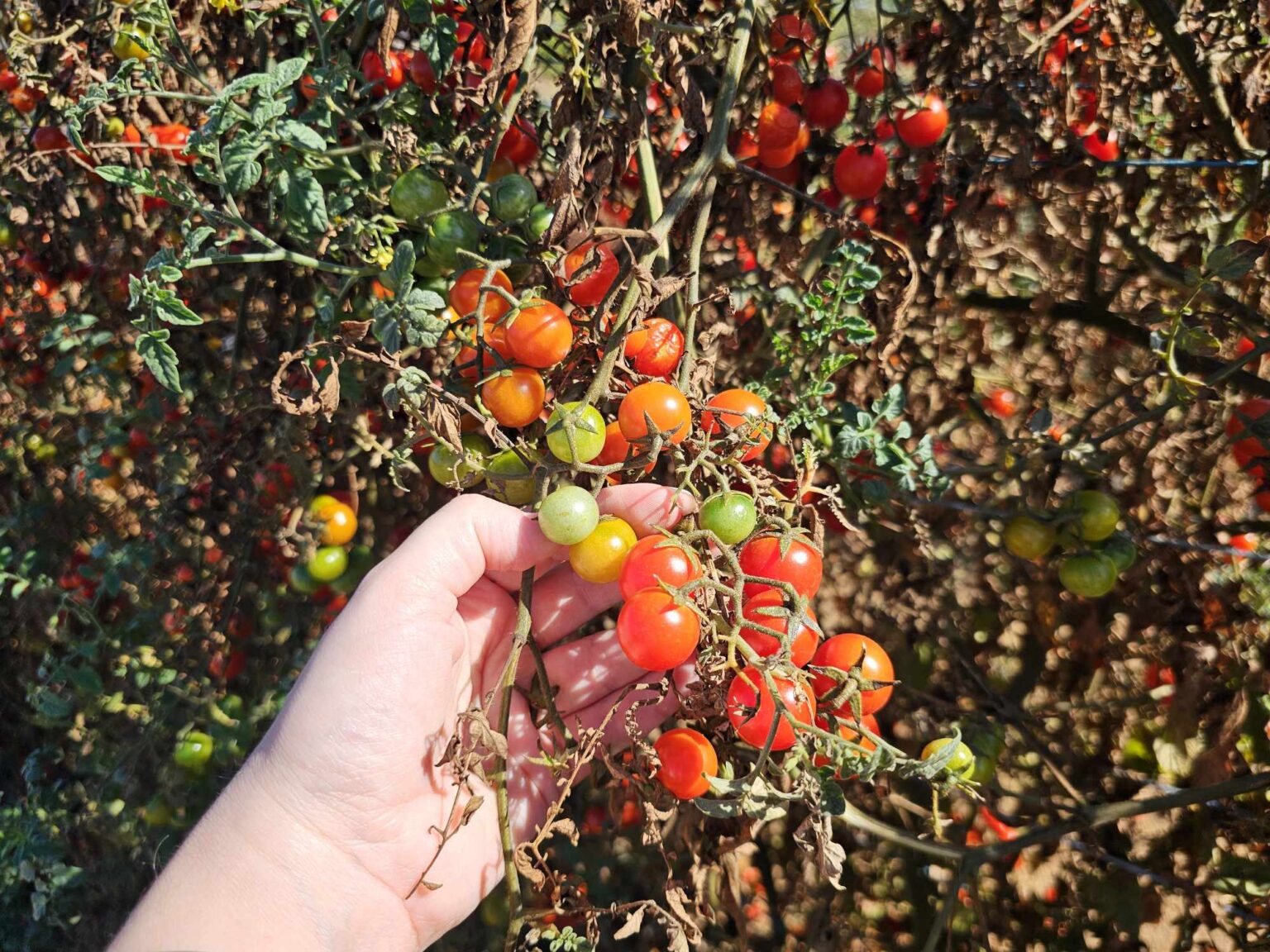 The Fruit Corner, Pickering Brook - Buggybuddys guide to Perth