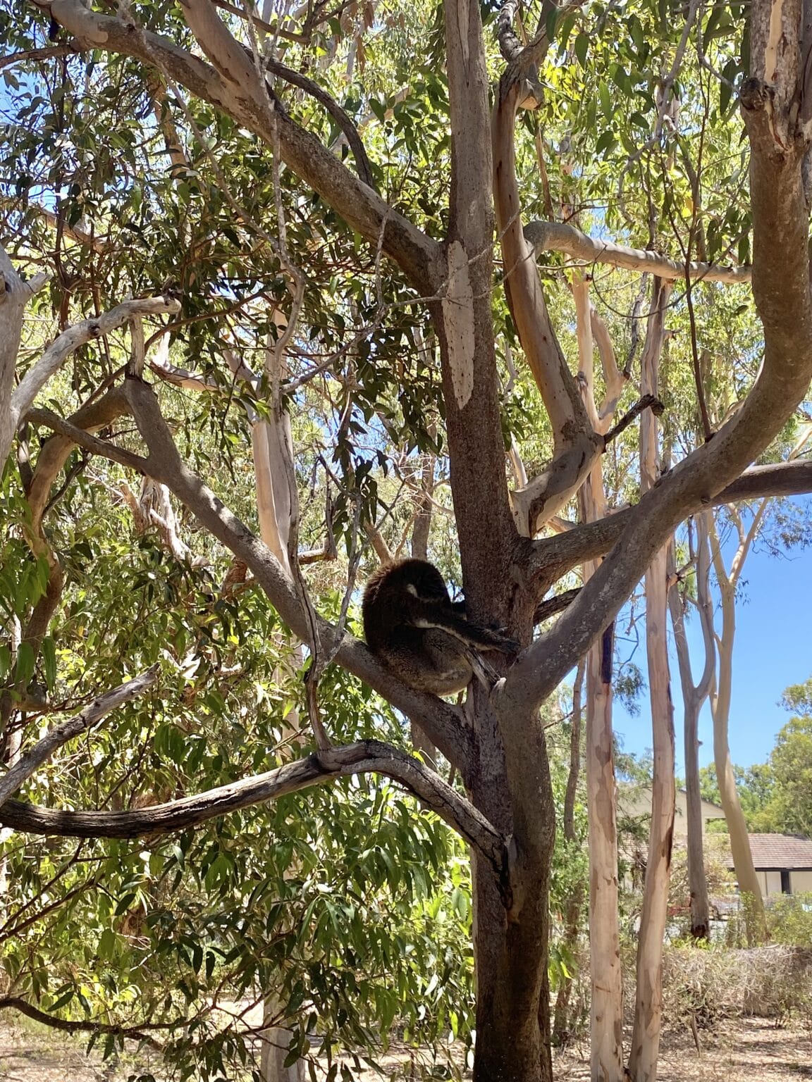 The Yanchep Inn at Yanchep National Park - Buggybuddys guide to Perth